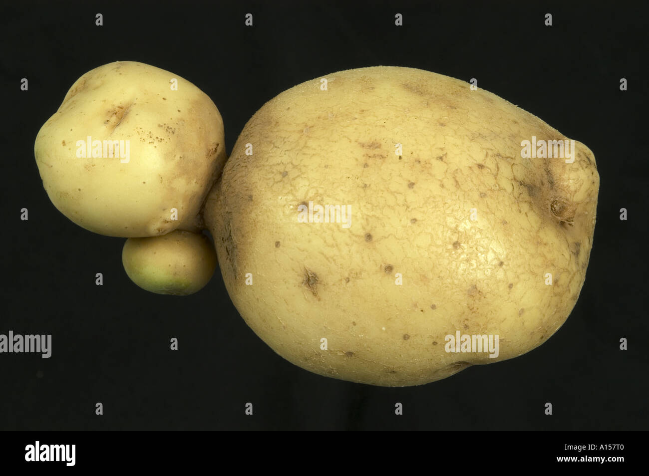 Secondary growth of a potato tuber Stock Photo - Alamy