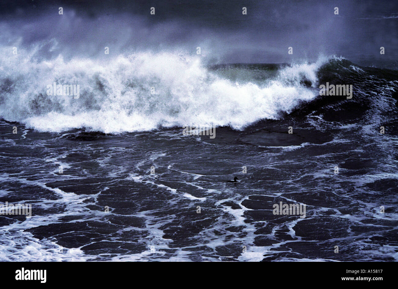 Small bird in big wave Stock Photo - Alamy