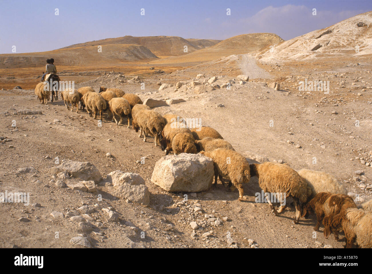 Sheep walking in line across stony landscape following two boys riding ...