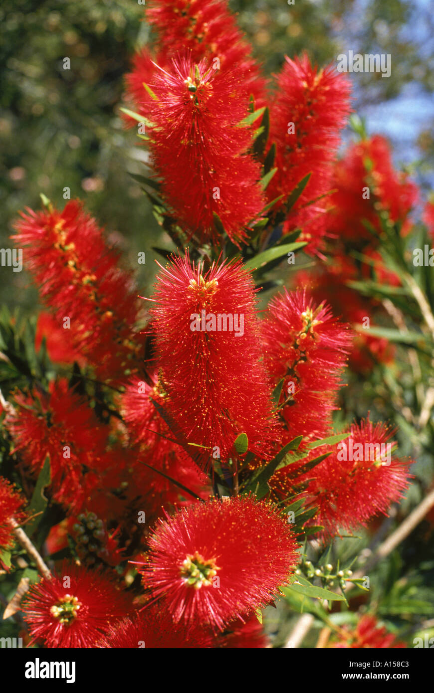 Red flowers of the native bush the Bottle Brush a wild flower of ...