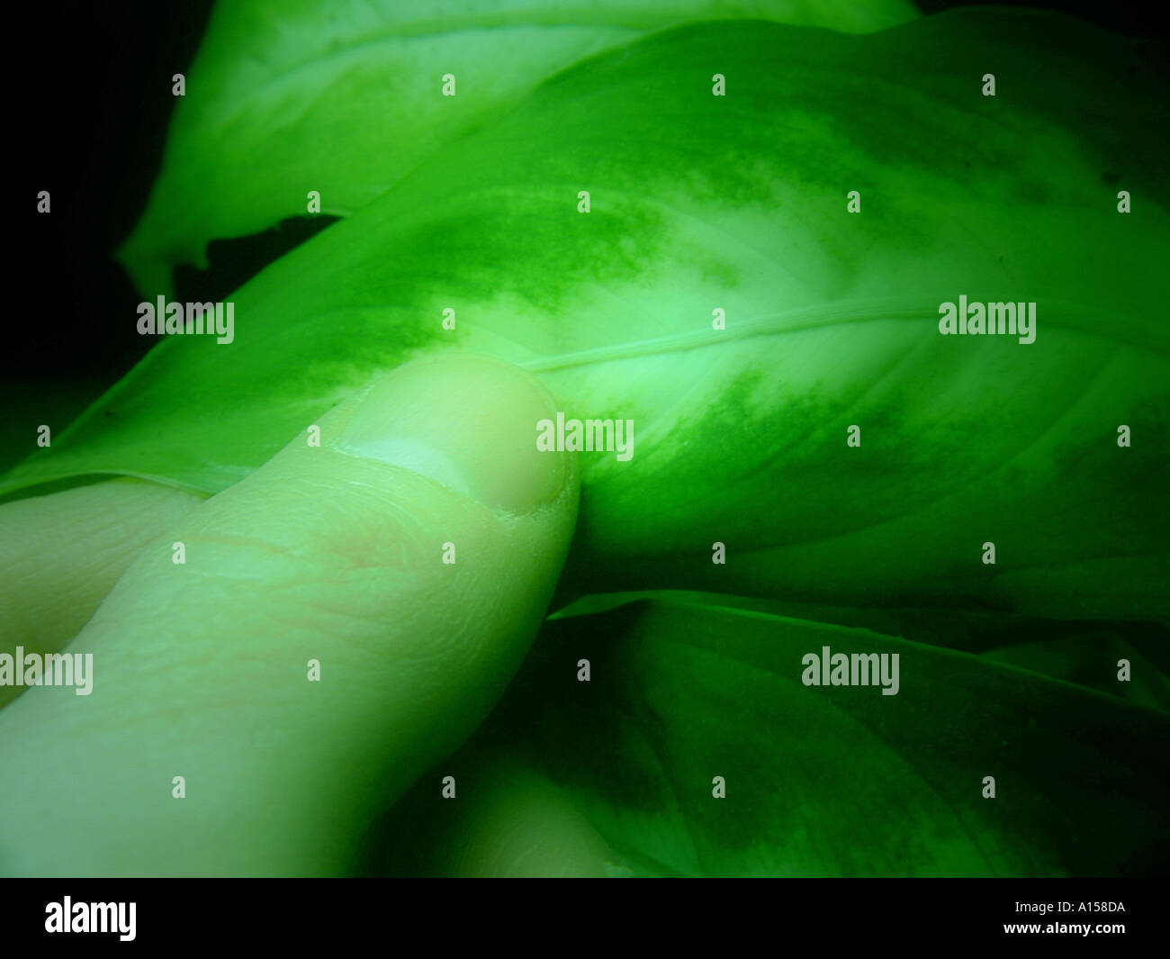 David leaf hi-res stock photography and images - Alamy