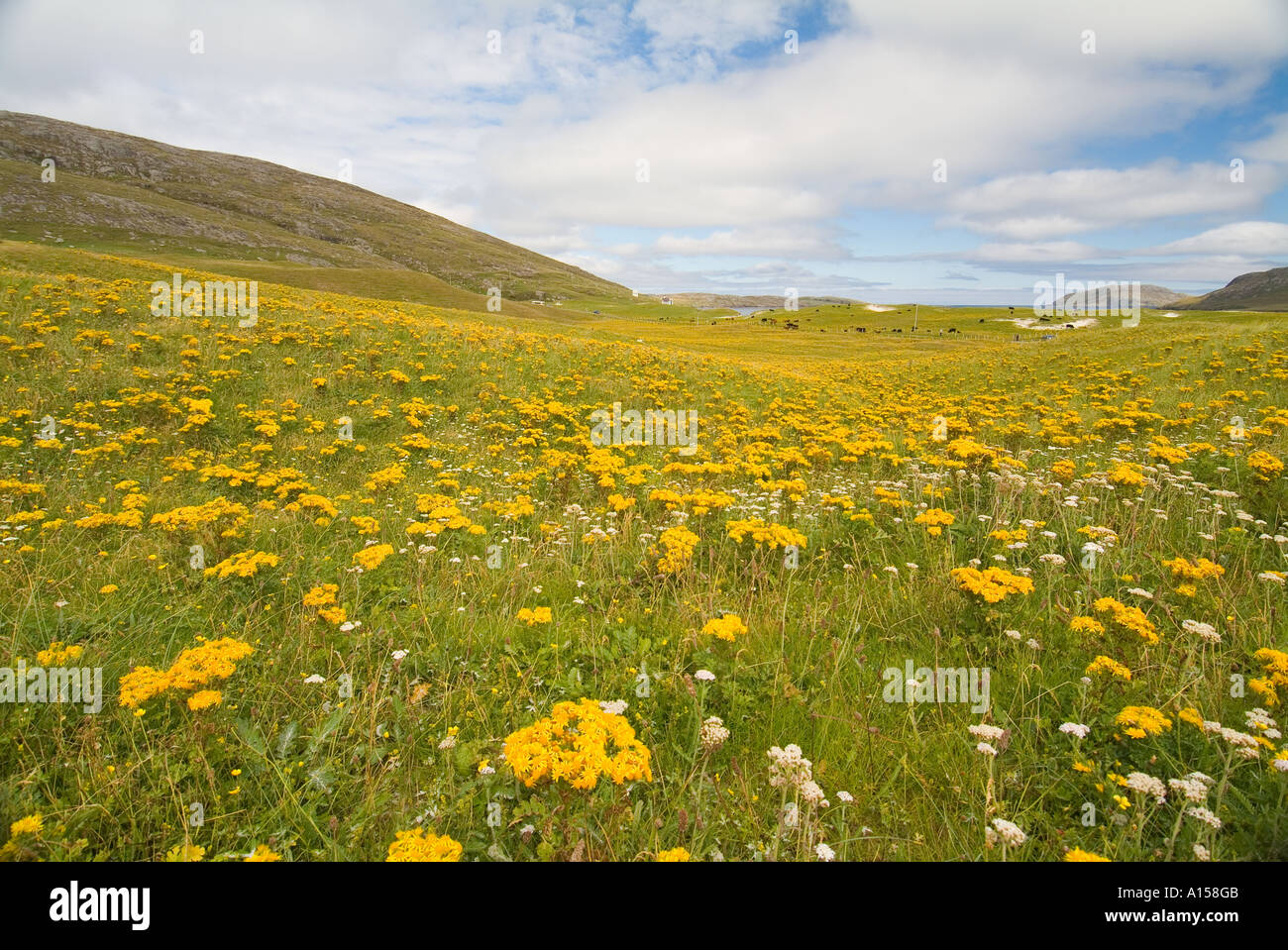 Wild flowers of the Machair North Uist Western Isles Scotland Stock ...
