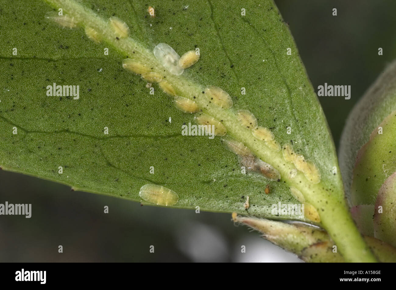 Soft Brown Scale Insect Coccus hesperidum along Camellia leaf underside ...