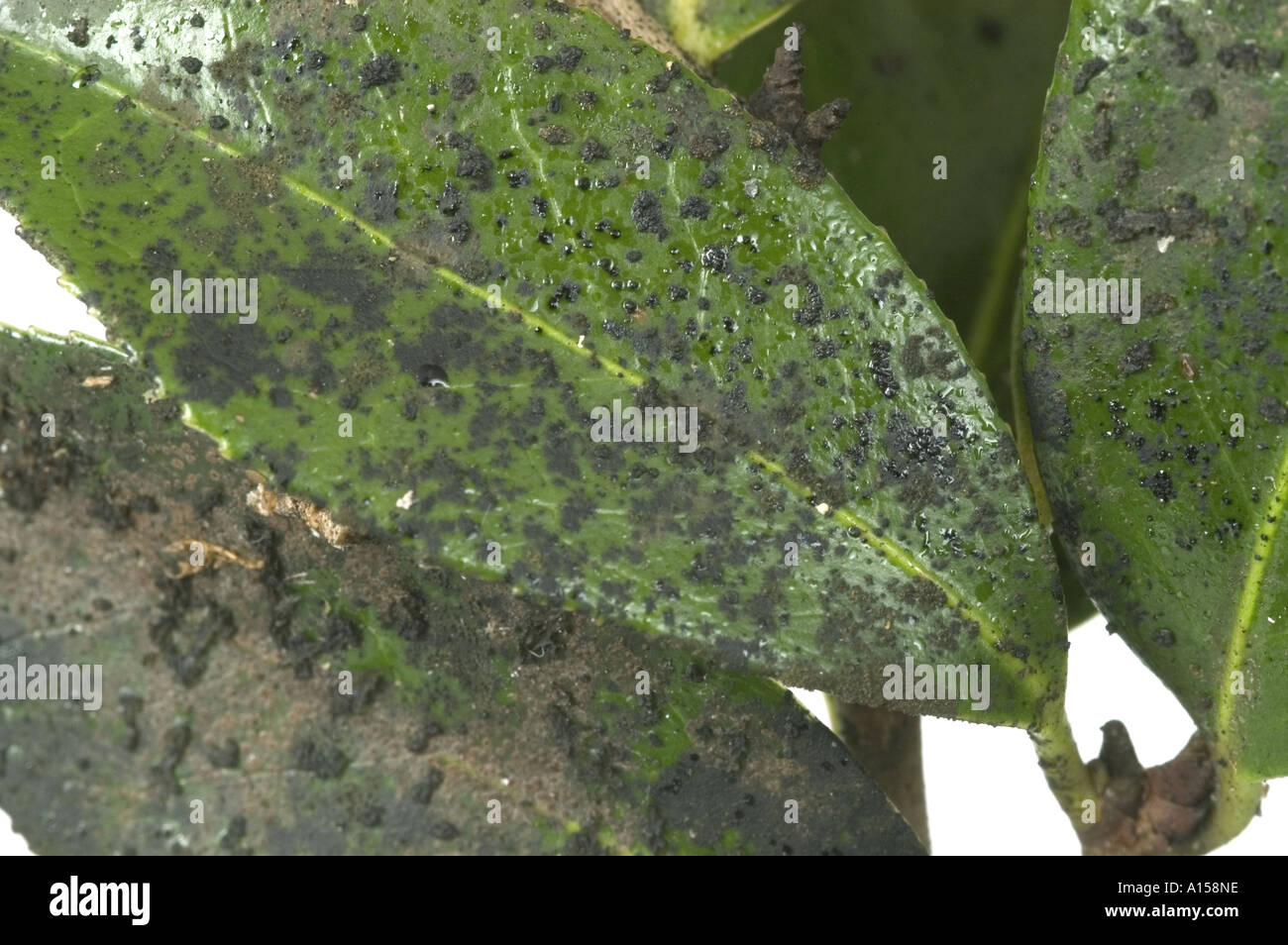 Sooty mould caused by soft brown scale insect Coccus hesperidum on ...