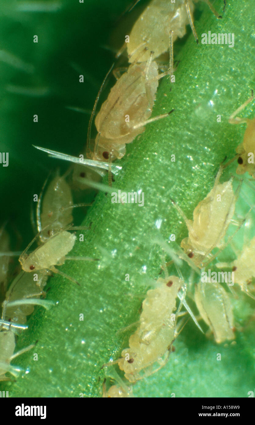 Potato aphid pest insect hi-res stock photography and images - Alamy