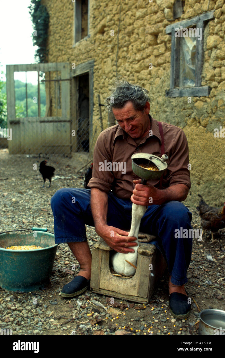 Man force feeding goose to make foie gras Bordeaux Aquitaine France A ...
