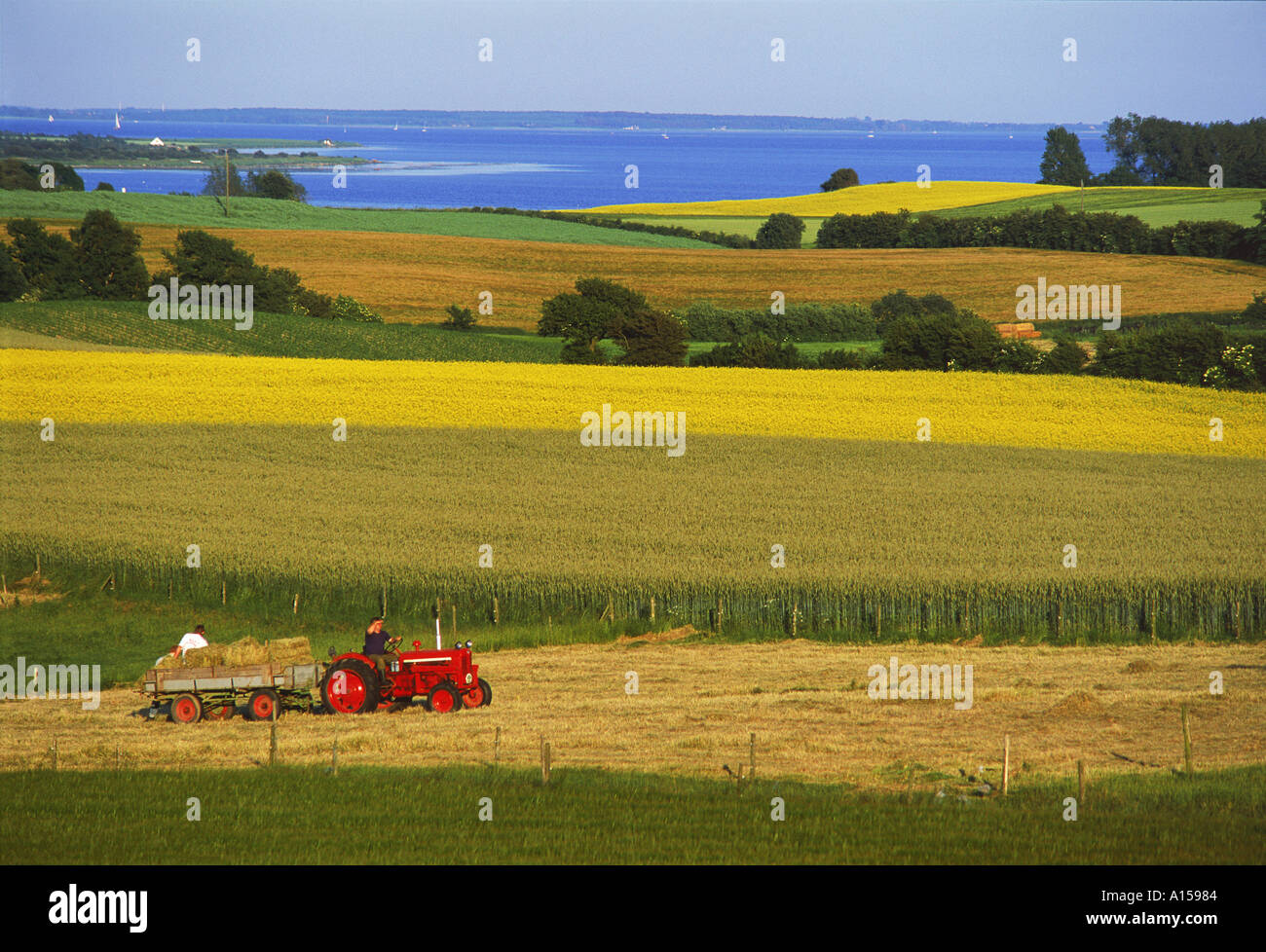 Tractor in field at harvest time east of Faborg Funen Island Denmark A ...