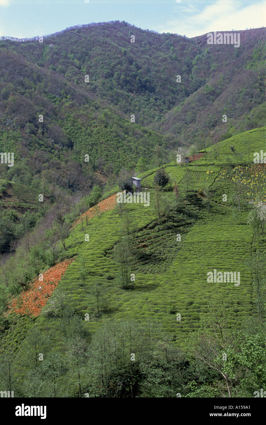 Teplantation hi-res stock photography and images - Alamy