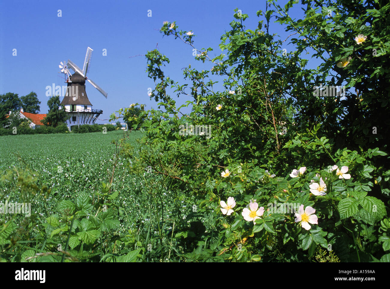 Summer flowers in hedge with the Egeskov Windmill behind Funen Denmark ...