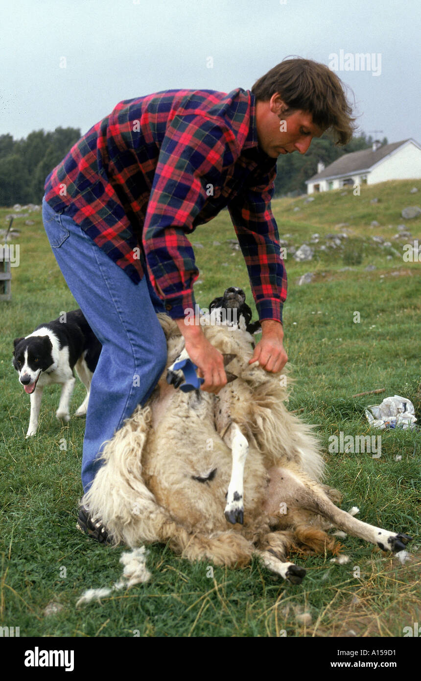 Sheep dogs scotland hi-res stock photography and images - Alamy
