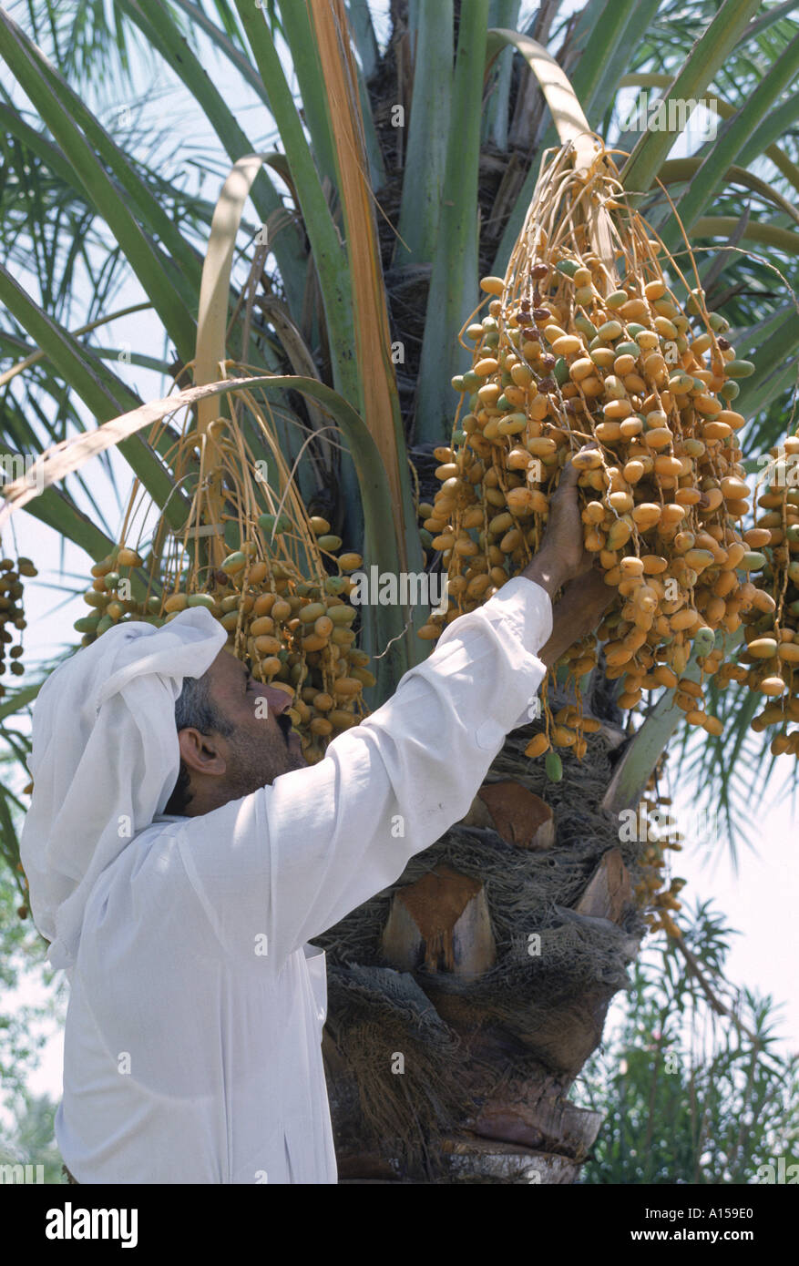 Man picking fruit from a date palm Bahrein Middle East A Woolfitt Stock ...
