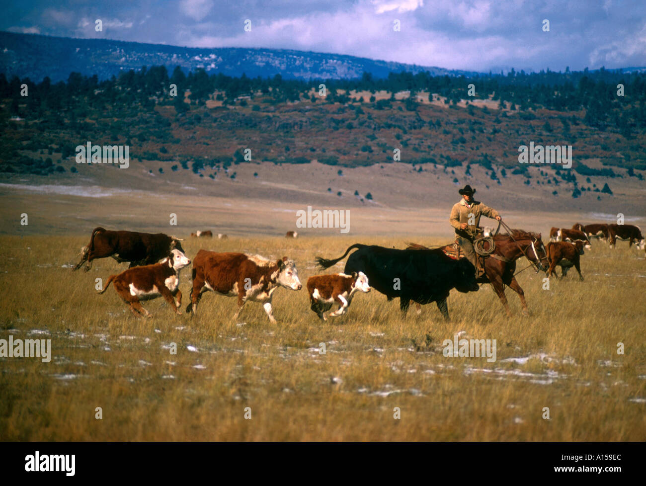 Cowboys rounding up cattle hi-res stock photography and images - Alamy