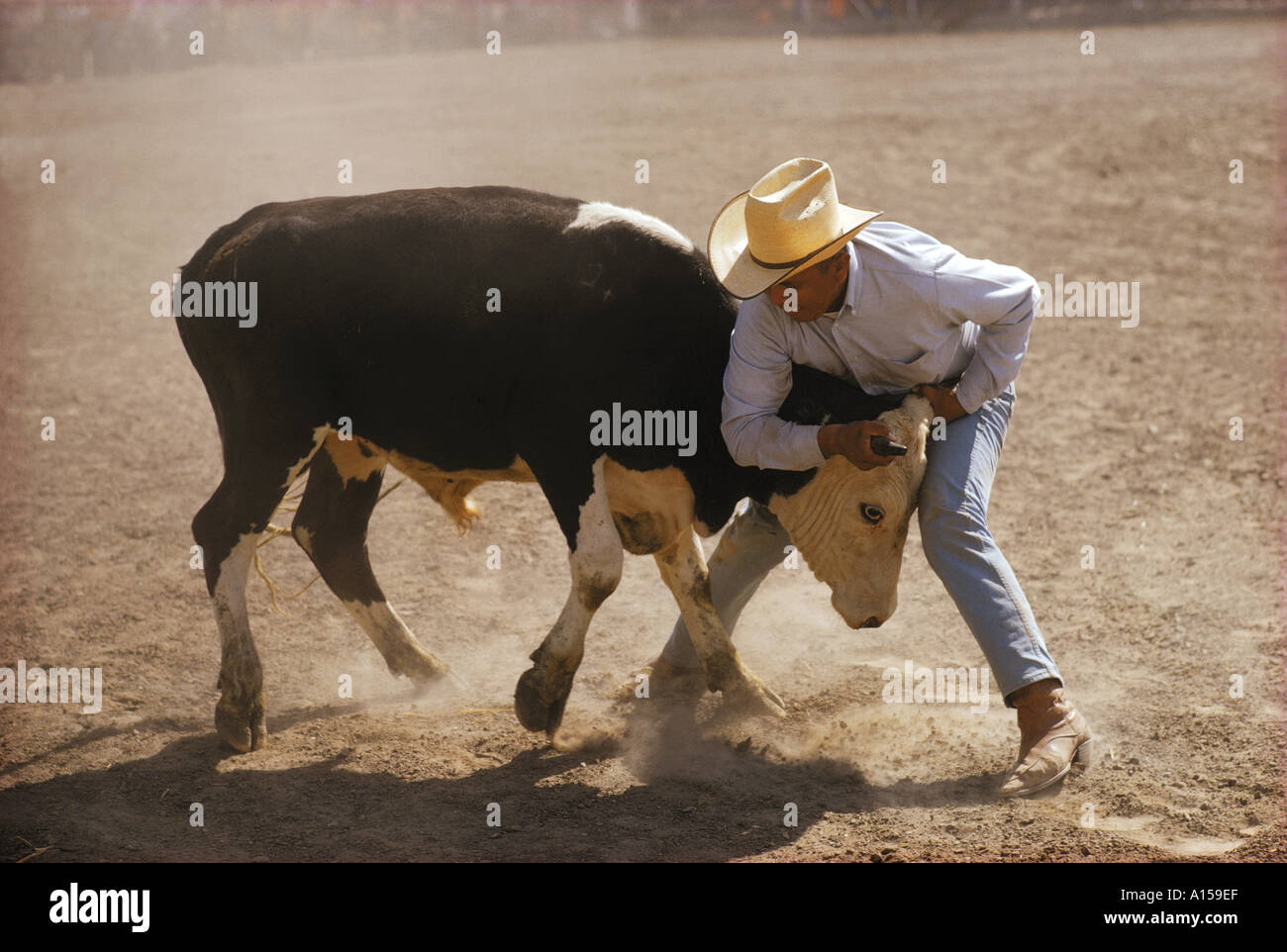Cowboy wrestling a cow New Mexico USA A Woolfitt Stock Photo - Alamy