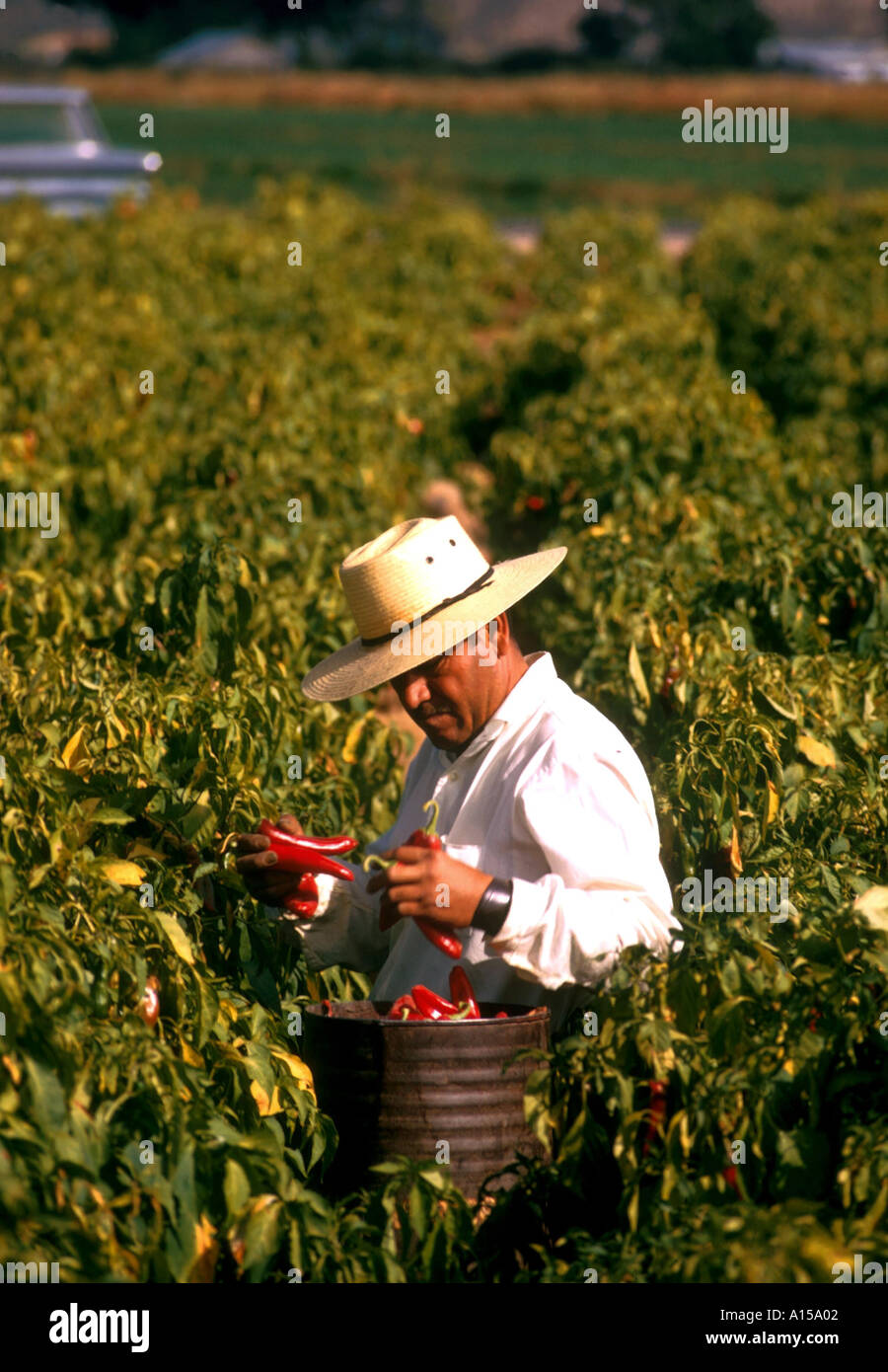 Indigenous farm chile hi-res stock photography and images - Alamy
