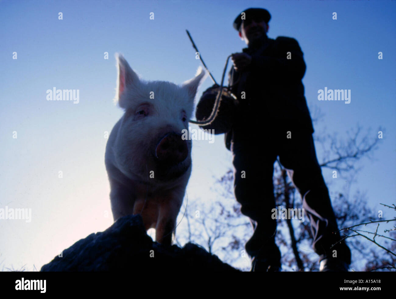 Pig truffles hi-res stock photography and images - Alamy