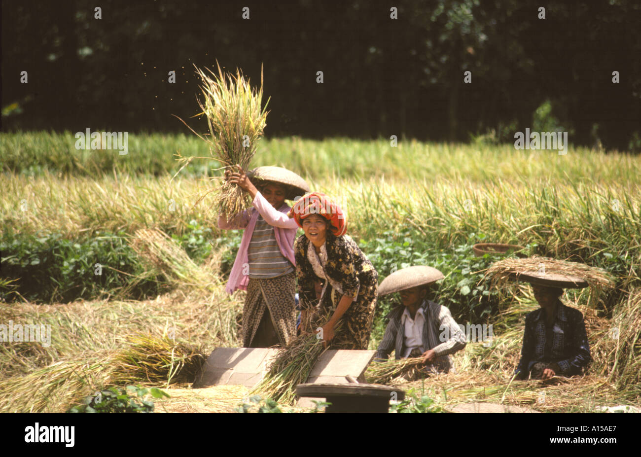 Poor wheat harvest hi-res stock photography and images - Alamy