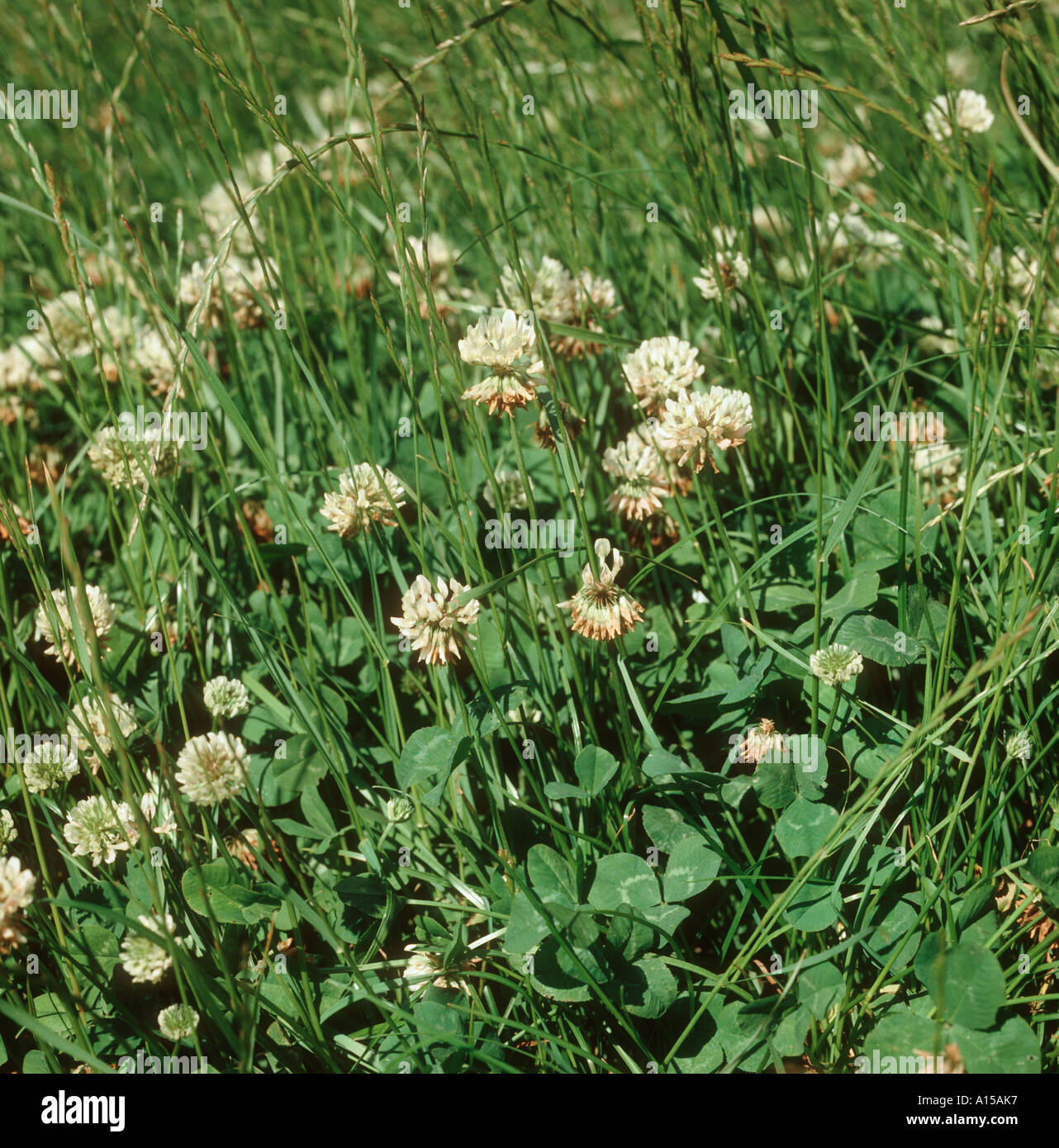 White clover Trifolium repens flowers in mixed grass and clover pasture ...