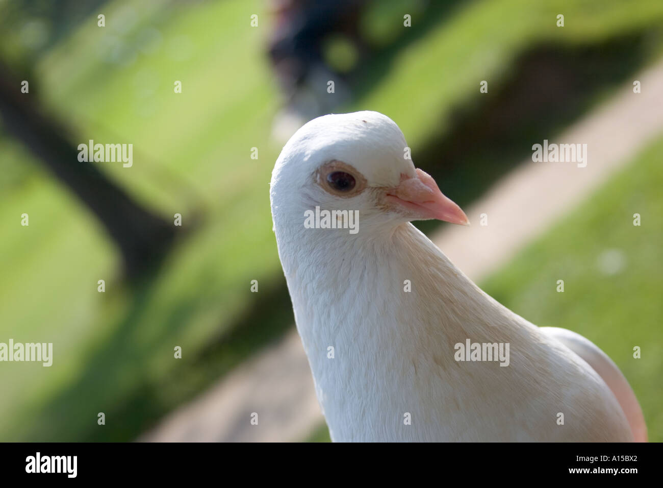 White dove portrait Stock Photo - Alamy