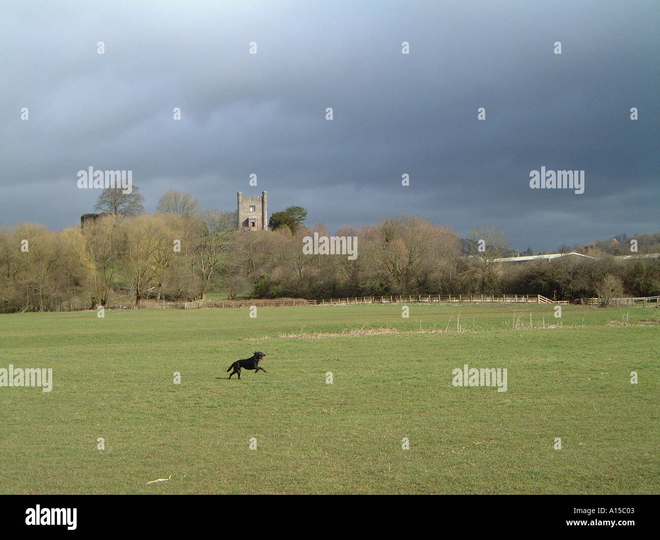 Dog running in park in Wales Stock Photo - Alamy
