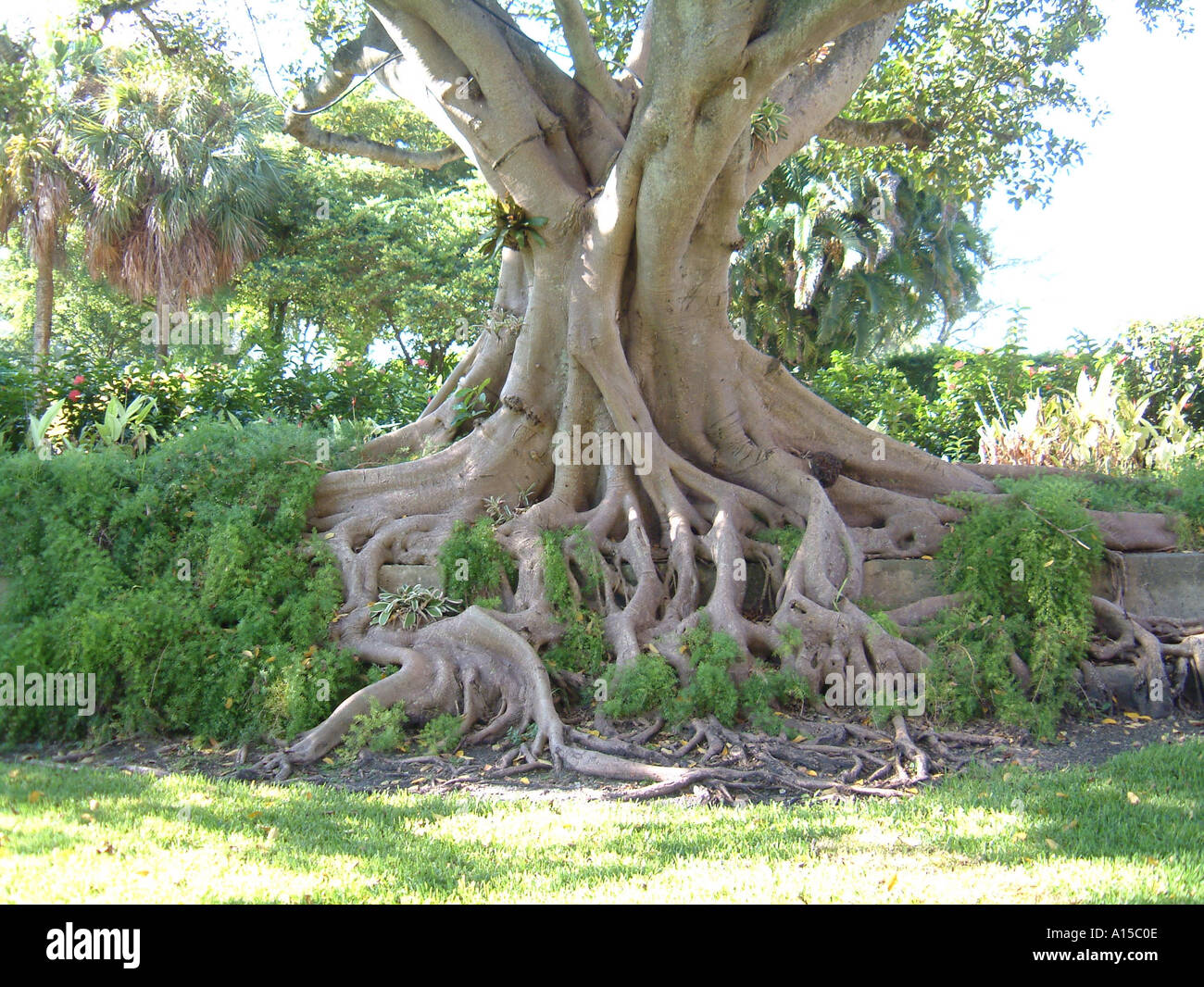 Tropical fig tree hi-res stock photography and images - Alamy
