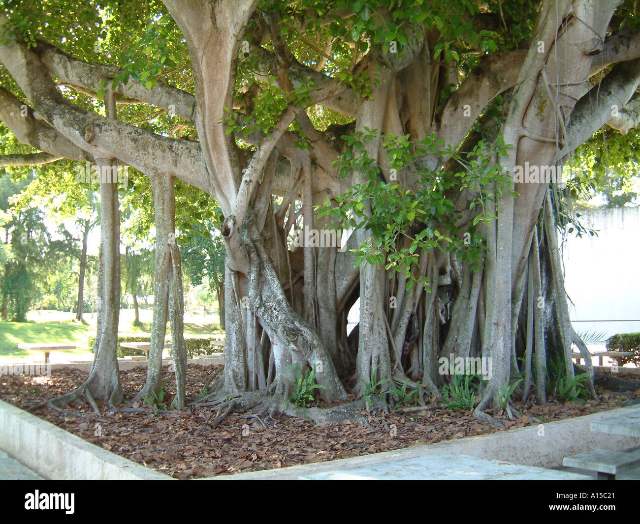 Fig tree canopy Miami Stock Photo - Alamy