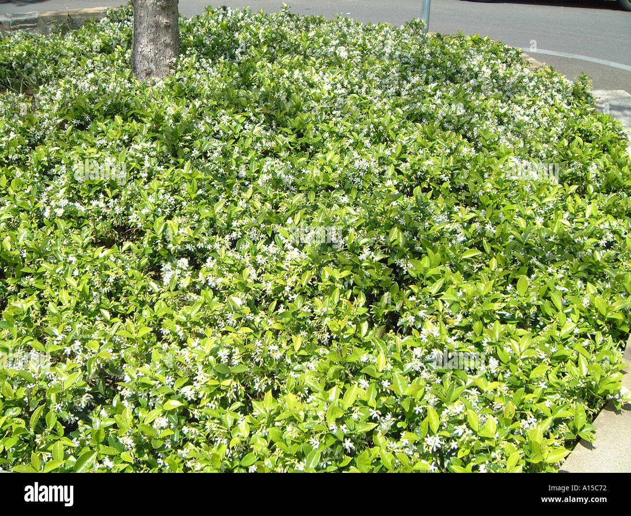Green flowering shrub around tree Sydney Australia Stock Photo - Alamy