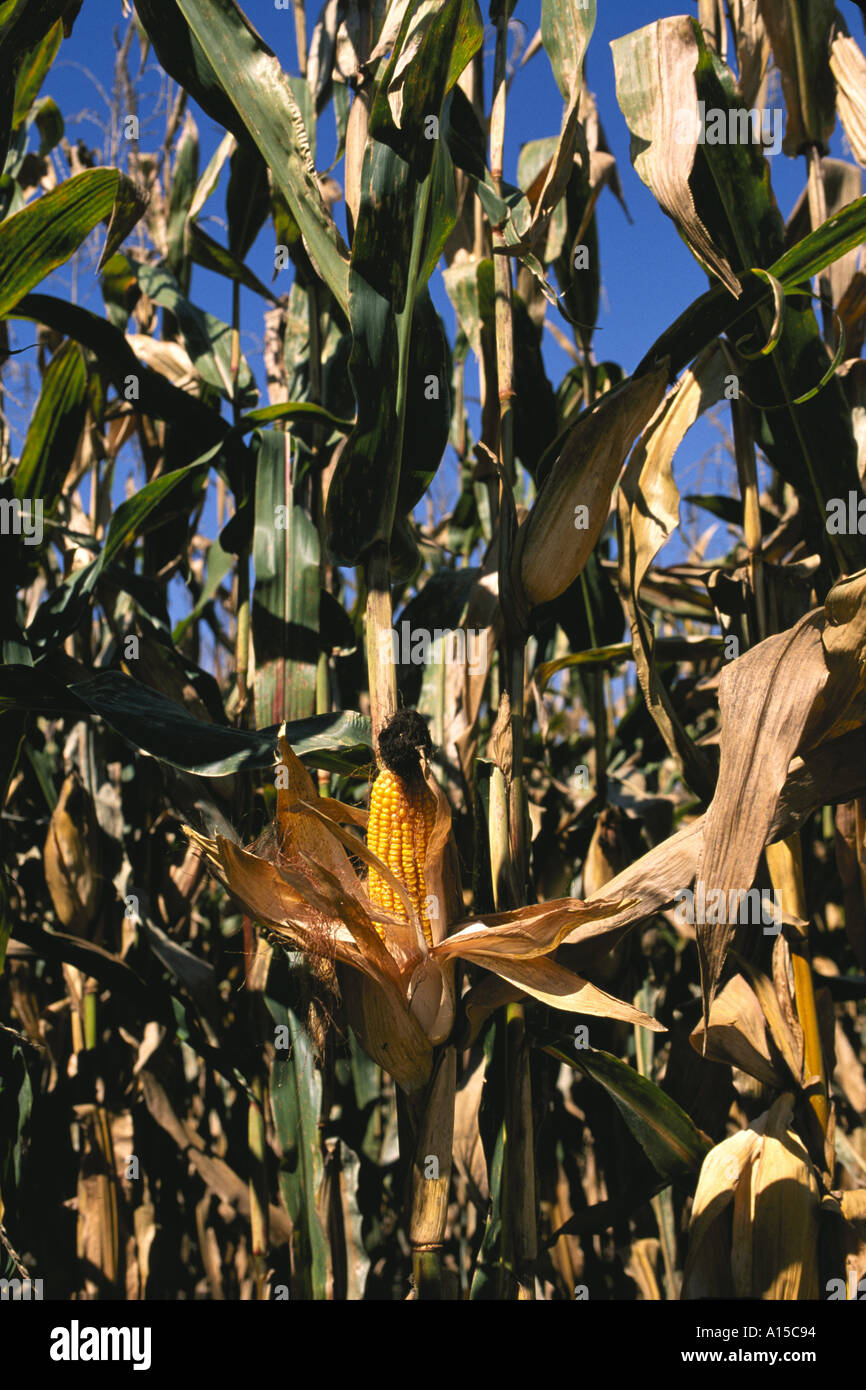 Cornstalk hi-res stock photography and images - Alamy