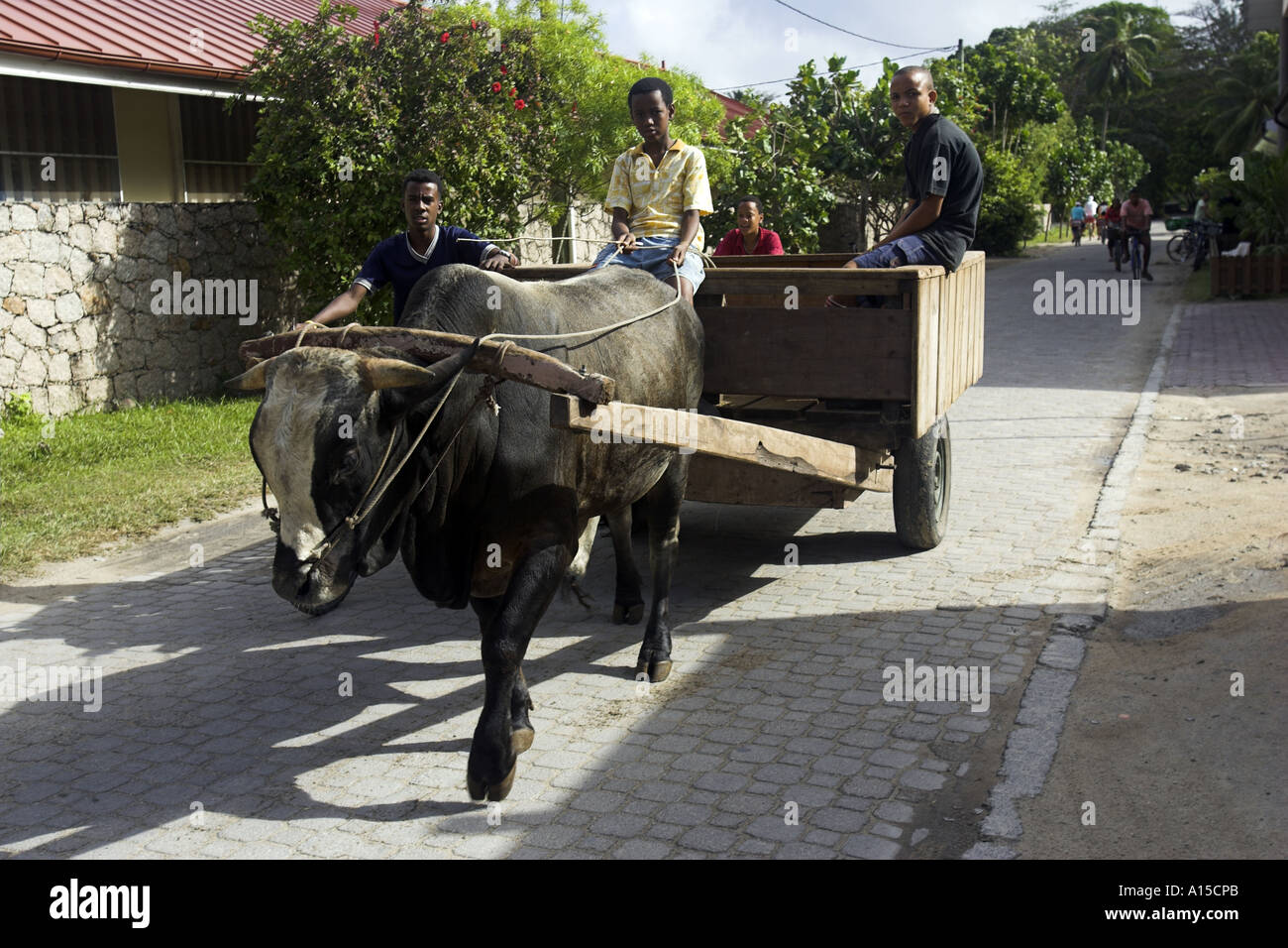 Riding ox cart hi-res stock photography and images - Alamy