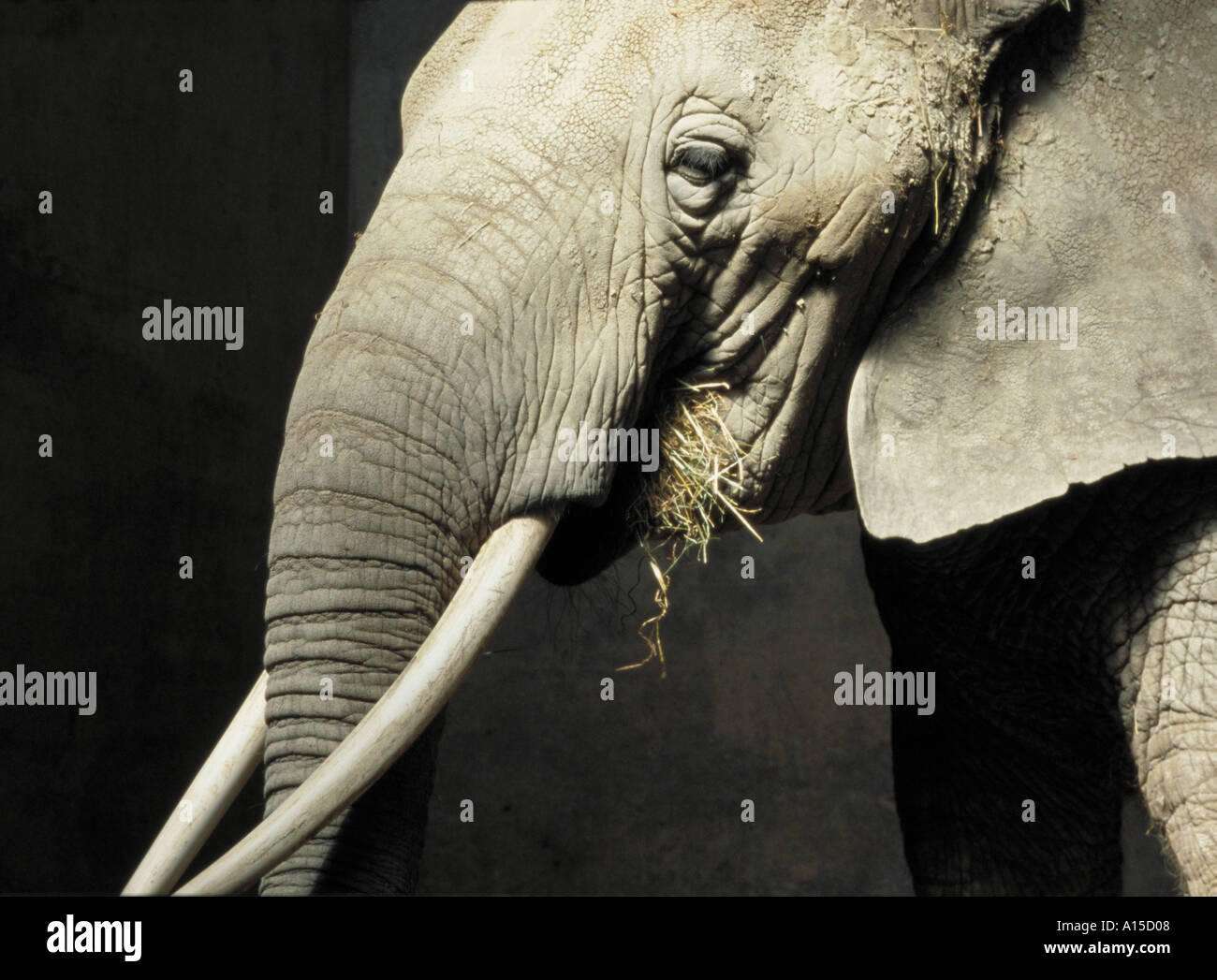 Large profile hi-res stock photography and images - Alamy