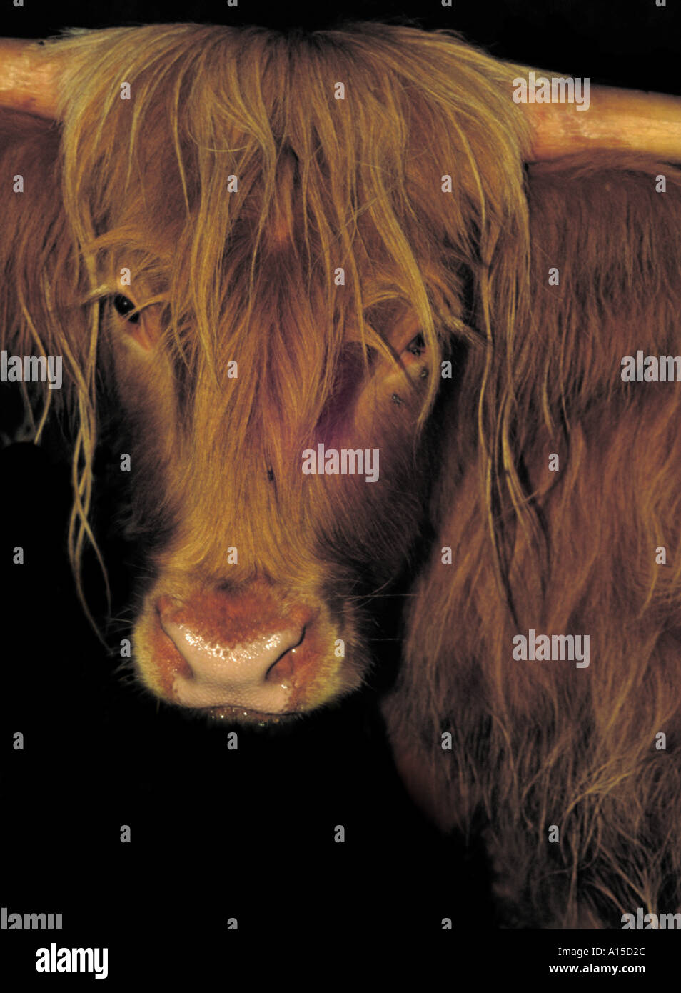 Scottish Highlander cow Stock Photo - Alamy