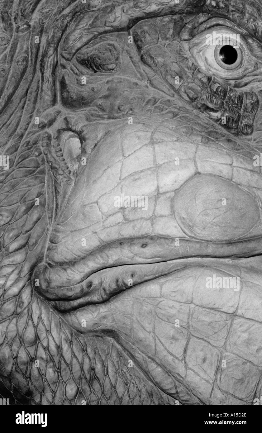 Creature face eye and mouth Stock Photo - Alamy