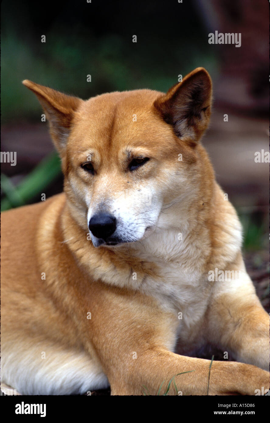 MAMMAL WILD DOG DINGO CANIS FAMILIARIS DINGO AUSTRALIA Stock Photo - Alamy