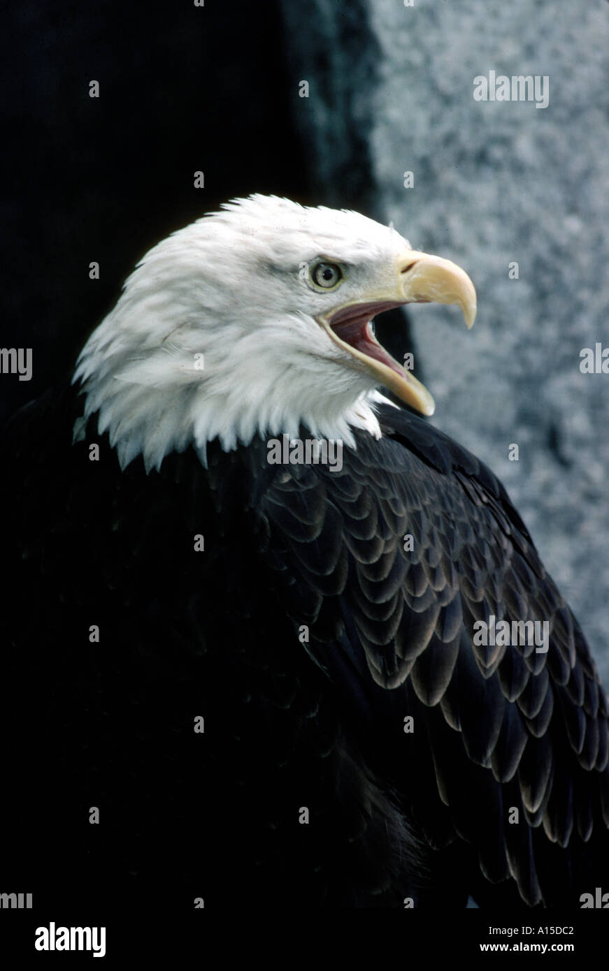 BIRD BALD EAGLE Stock Photo - Alamy