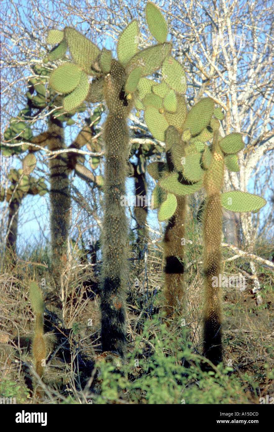 PLANT CACTUS OPUNTIA GALAPAGOS ECUADOR Stock Photo - Alamy