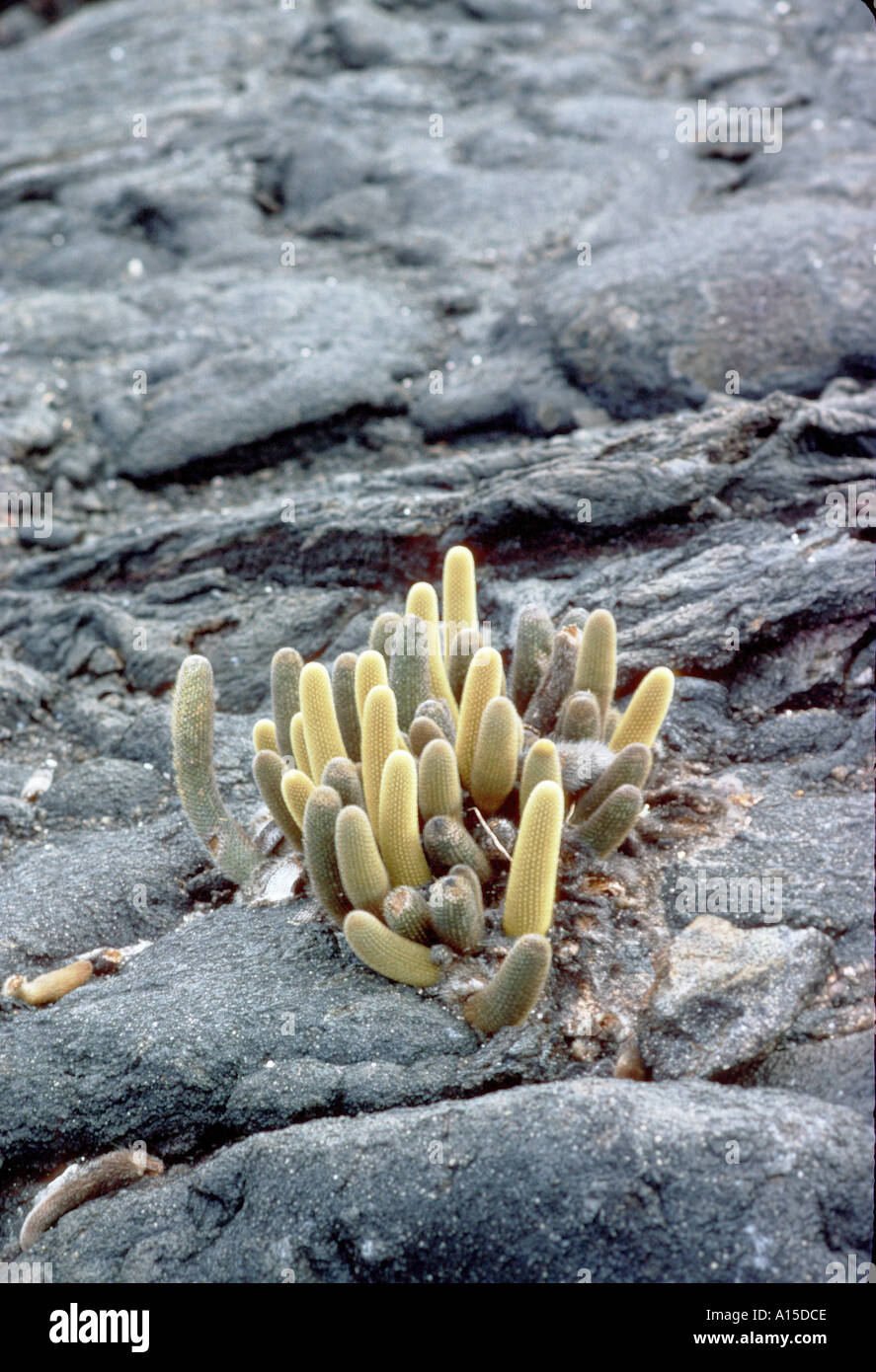 PLANT CACTUS BRACHYCEREUS GROWWWING IN LARVA NARBOROUGH ISLAND ...