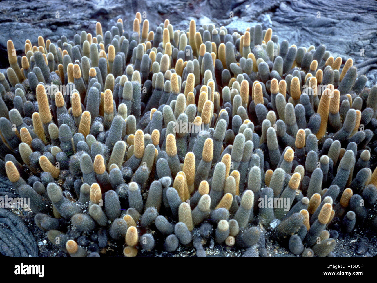 PLANT CACTUS BRACHYCEREUS GROWWWING IN LARVA NARBOROUGH ISLAND ...