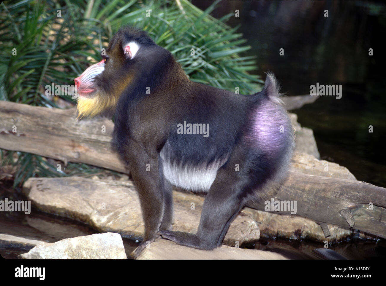 MAMMAL MANDRILL Mandrillus spinx Stock Photo - Alamy