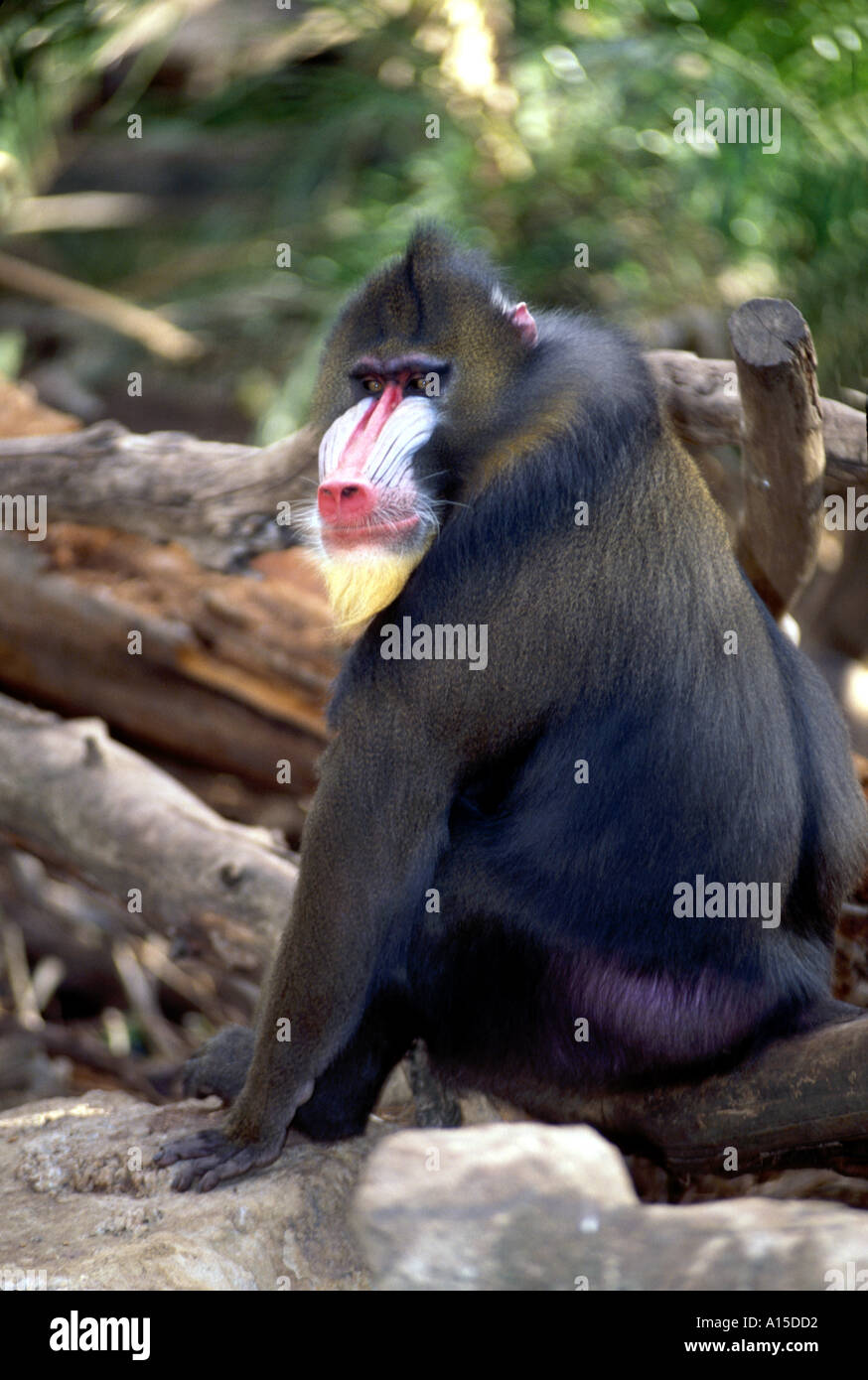 MAMMAL MANDRILL Mandrillus spinx Stock Photo - Alamy
