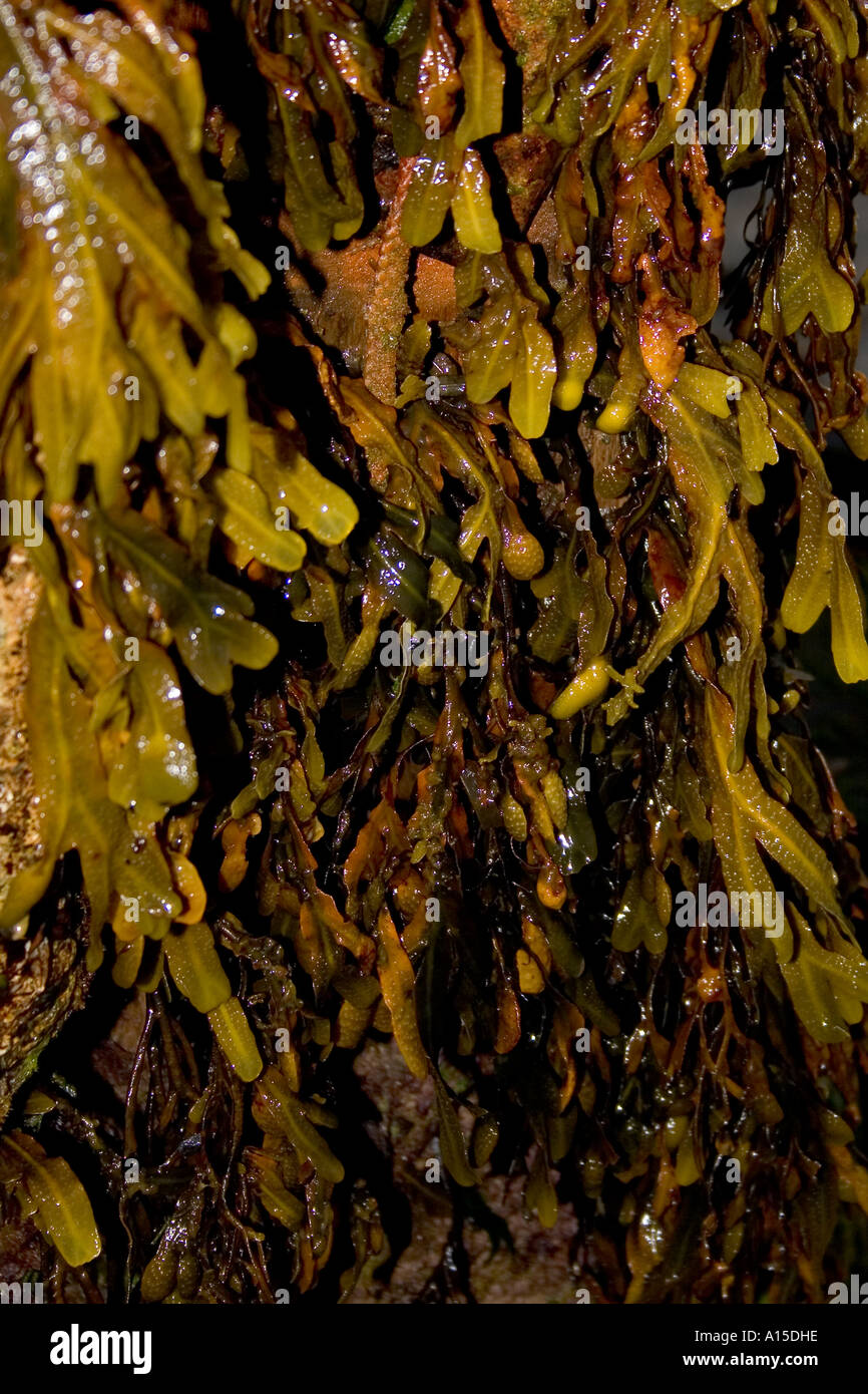Seaweed kelp texture background contemporary Stock Photo - Alamy