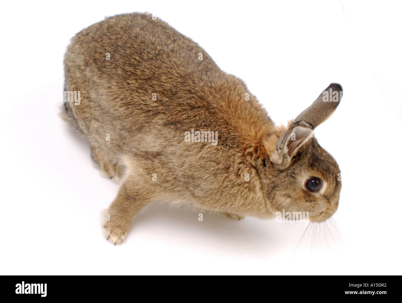 Bunny rabbit from above Stock Photo - Alamy