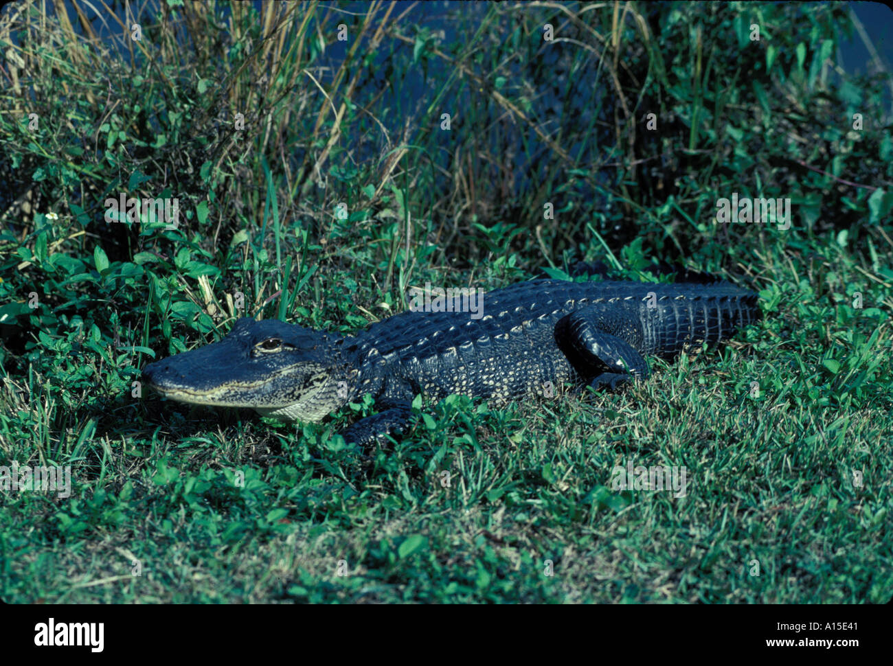 REPTILE ALLIGATOR AMERICAN EVERGLADES NATIONAL PARK FLORIDA USA Stock ...