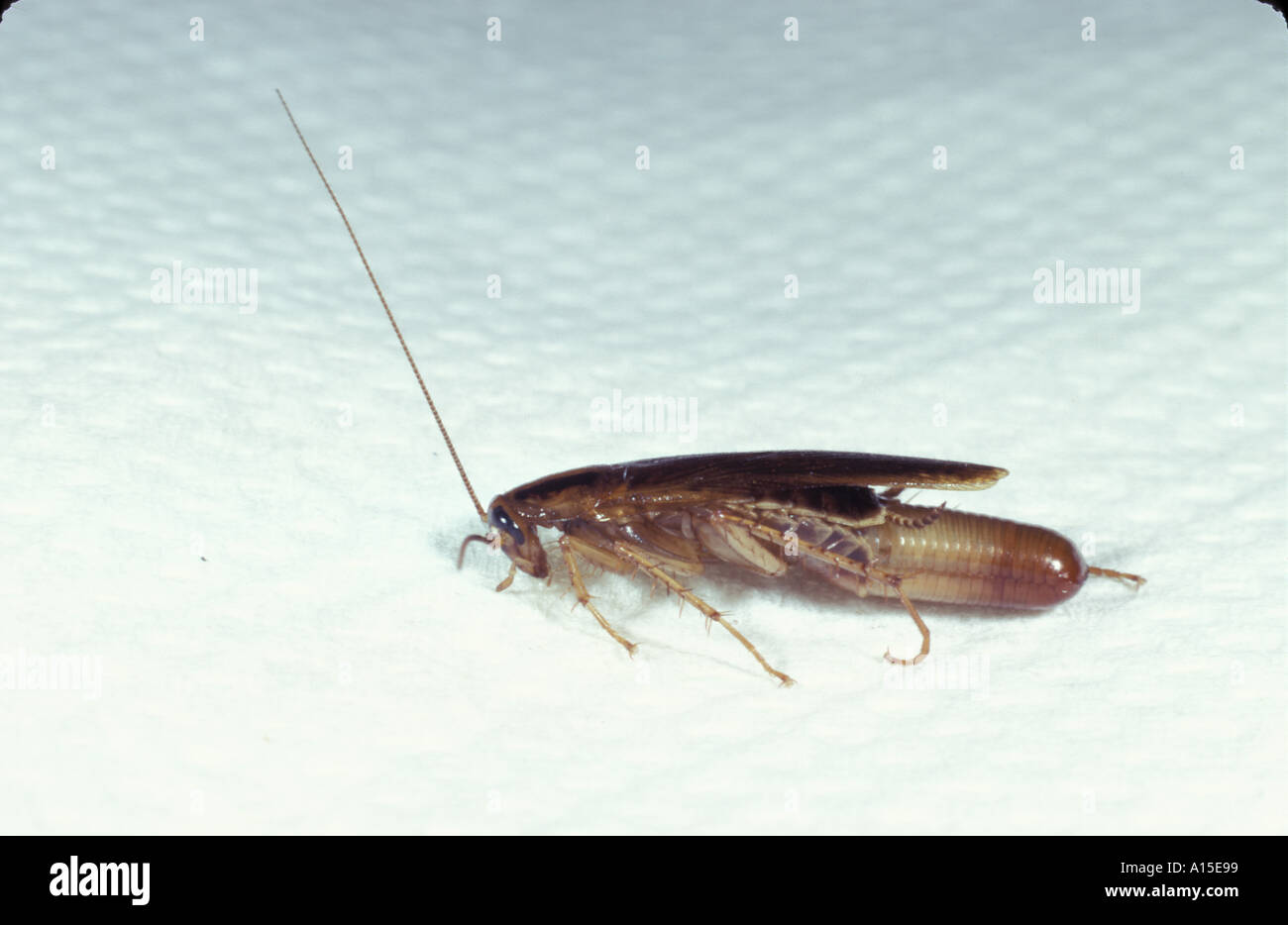COCKROACH WITH EGG CASE Stock Photo - Alamy