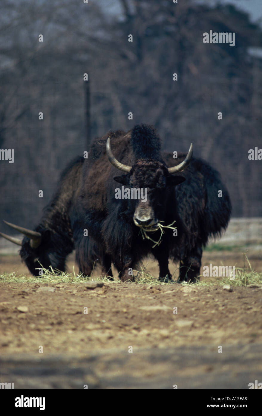 Mammal Yak Bos grunniens Stock Photo - Alamy