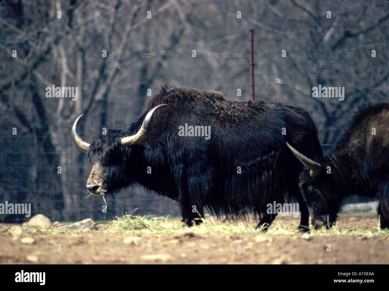 Mammal Yak Bos grunniens Stock Photo - Alamy