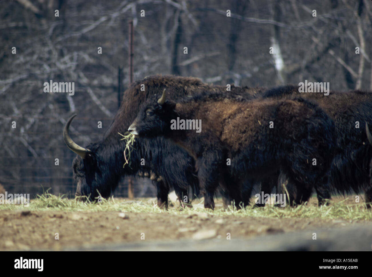 Mammal Yak Bos grunniens Stock Photo - Alamy