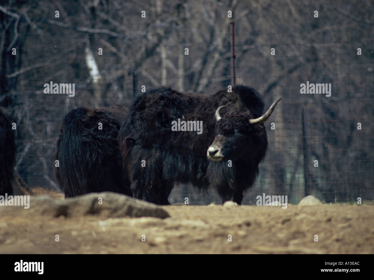 Mammal Yak Bos grunniens Stock Photo - Alamy