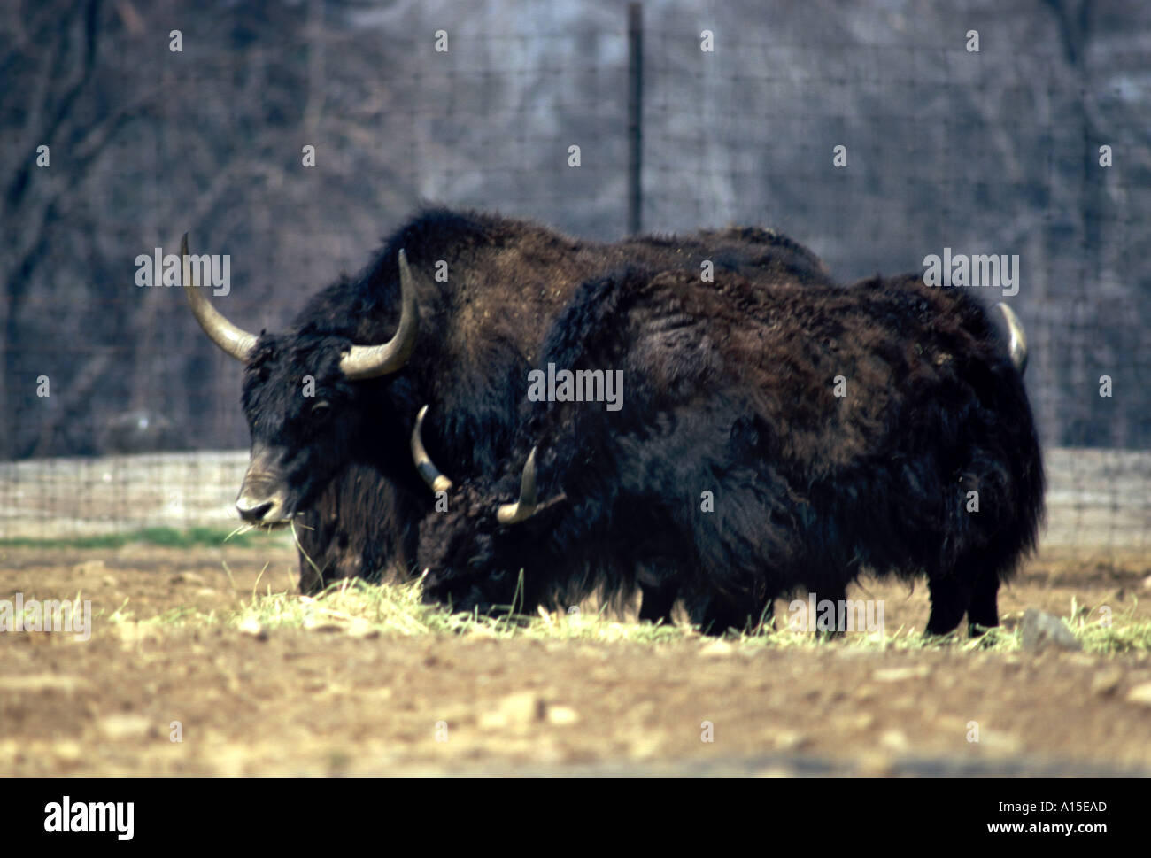 Mammal Yak Bos grunniens Stock Photo - Alamy