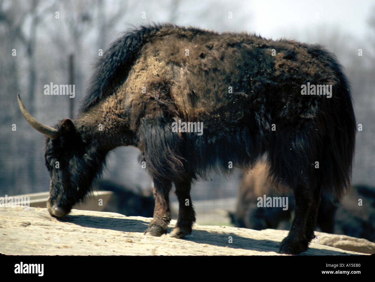 Mammal Yak Bos grunniens Stock Photo - Alamy