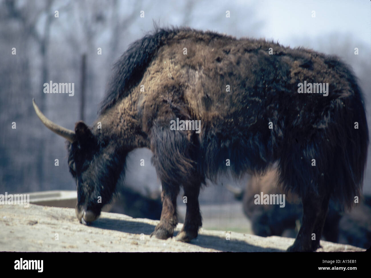 Mammal Yak Bos grunniens Stock Photo - Alamy