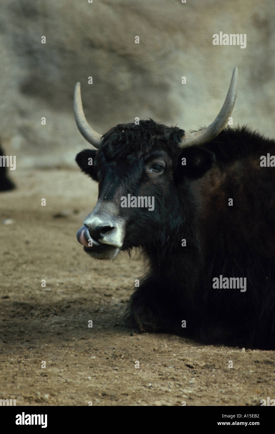 Mammal Yak Bos grunniens Stock Photo - Alamy